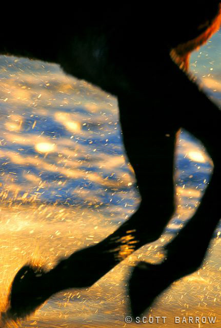 Home - The Scott Barrow Gallery and Image Archive